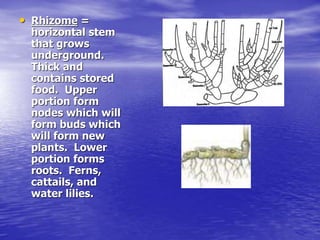 Asexual reproduction | PPT