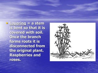 Asexual reproduction | PPT