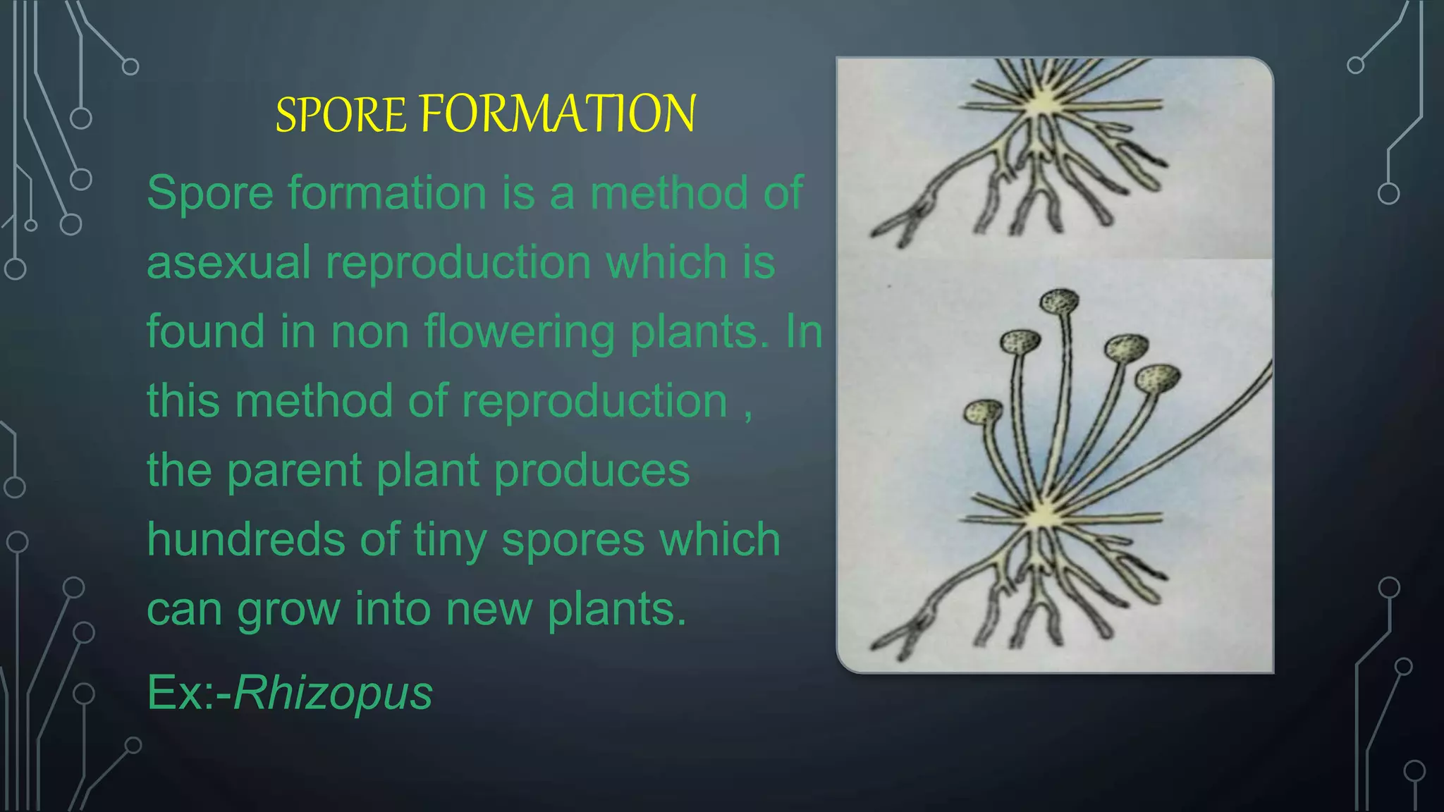 Asexual reproduction.ppt