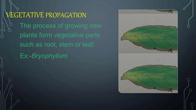 Asexual reproduction.ppt
