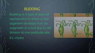 Asexual reproduction.ppt