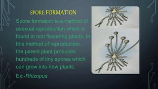Asexual reproduction.ppt