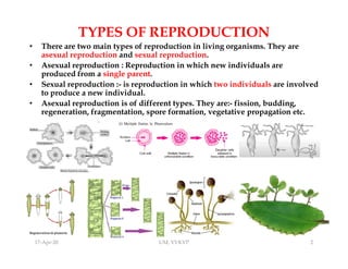 Asexual Reproduction In Plants Fragmentation