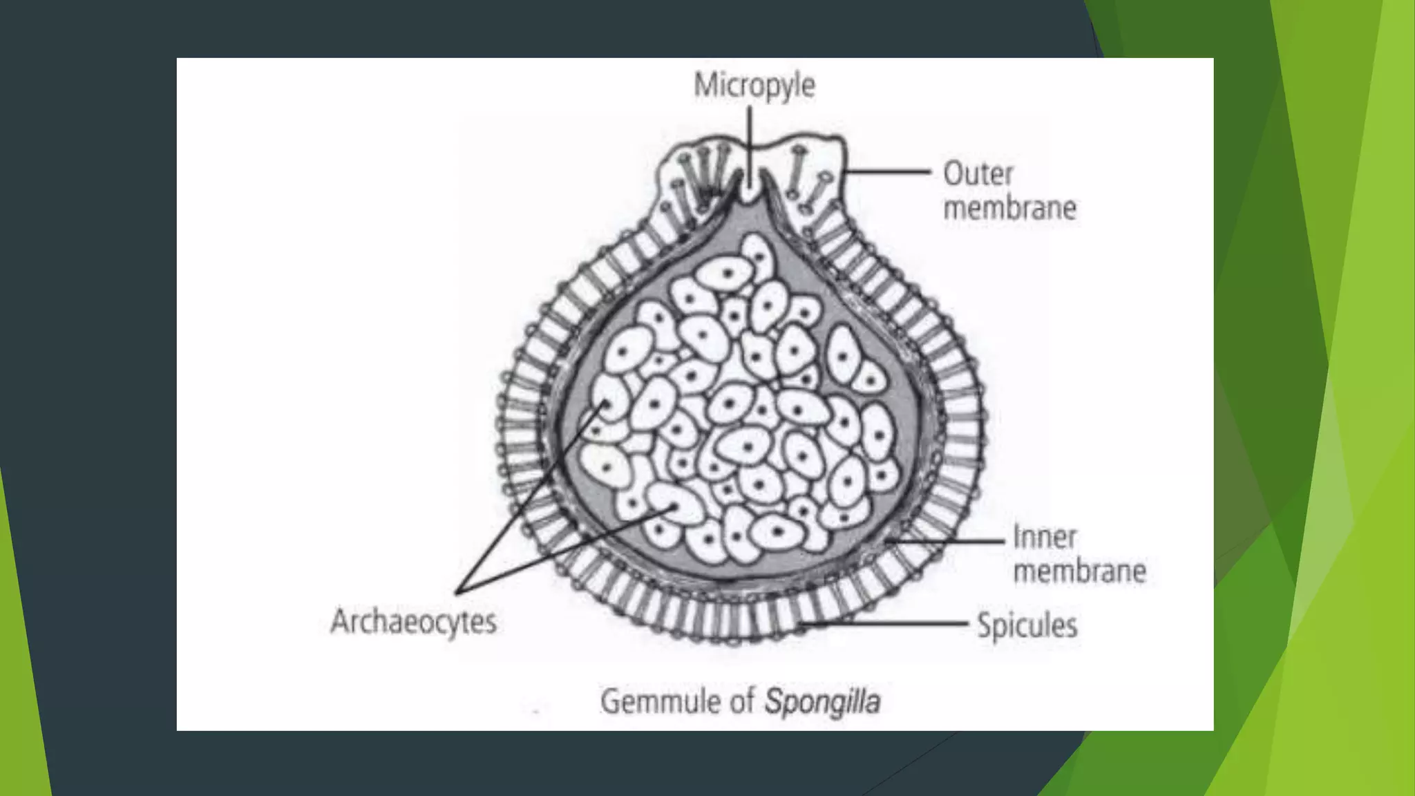 Asexual Reproduction Ppt