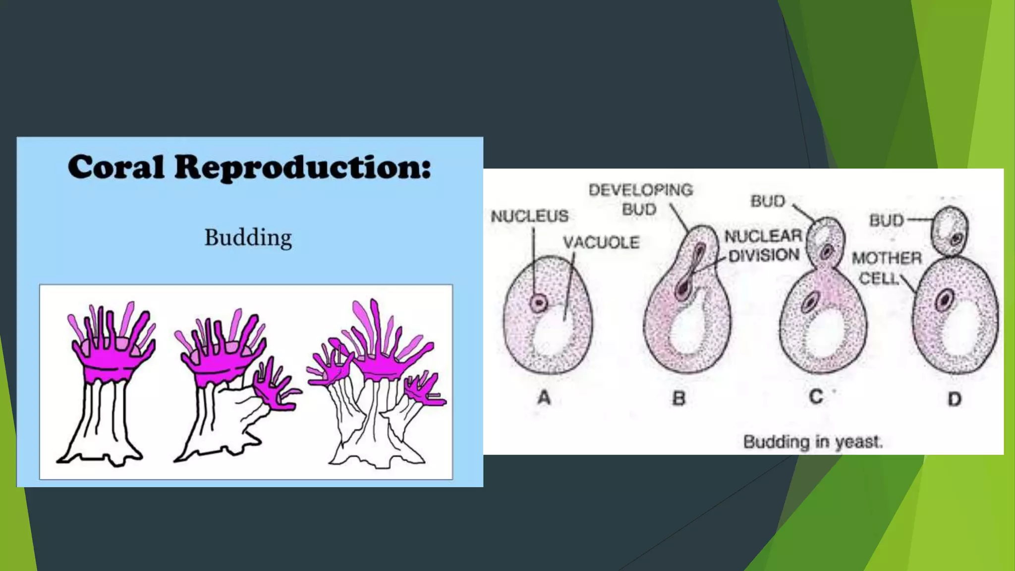 Asexual reproduction | PPT