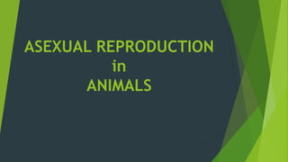 Asexual reproduction | PPT