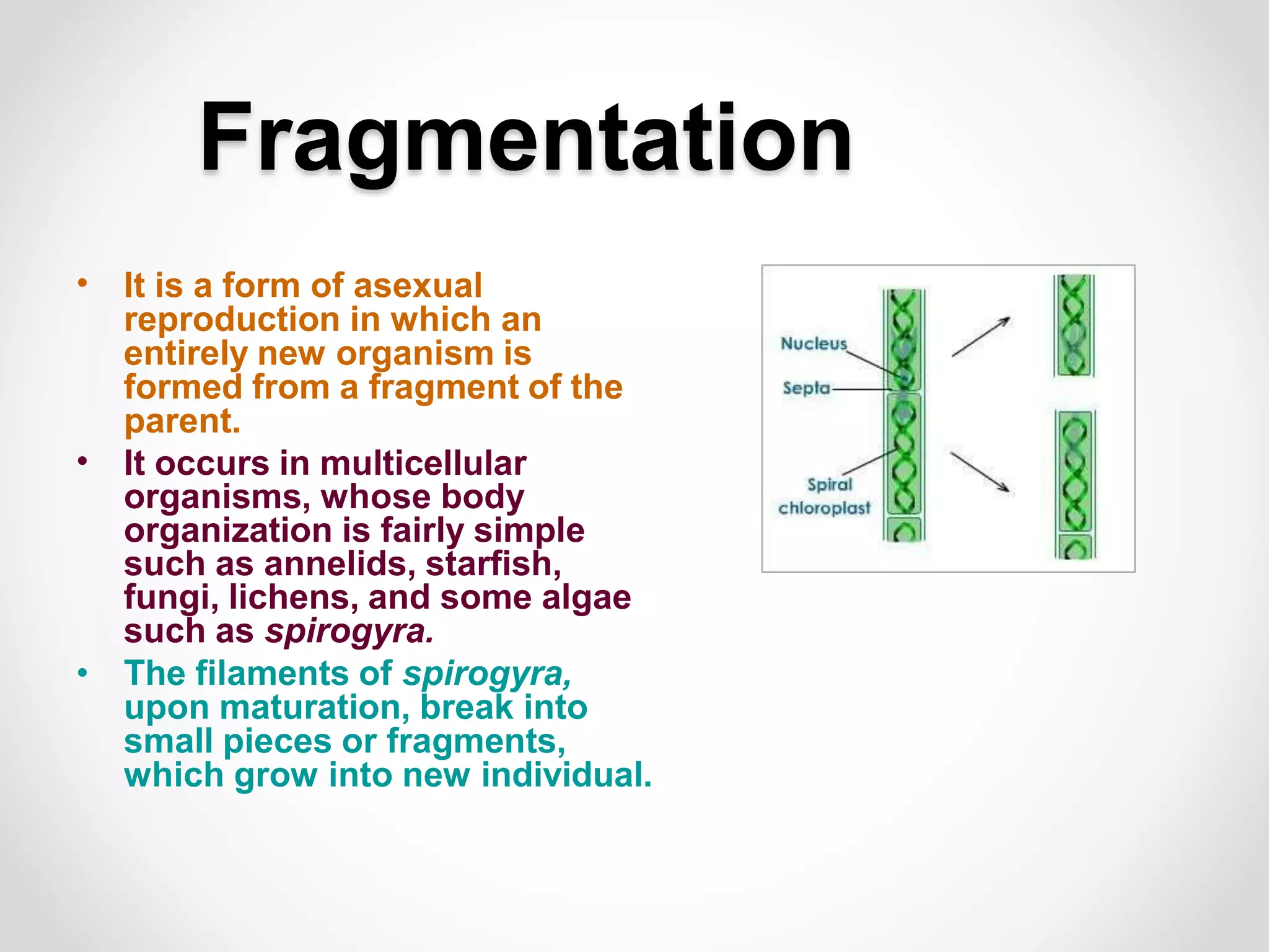 Asexual reproduction.pptx