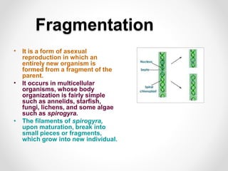 Asexual reproduction.pptx | Infertility | Reproductive Health