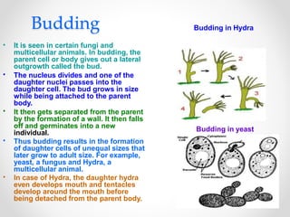 Asexual reproduction.pptx