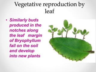 Asexual reproduction.pptx