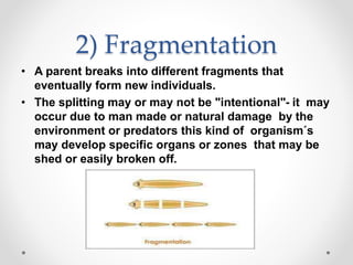 Asexual reproduction.pptx