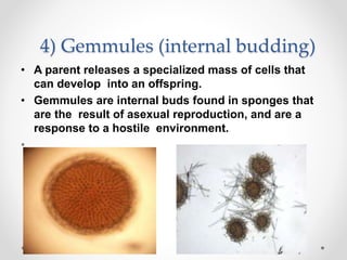 Asexual reproduction.pptx | Infertility | Reproductive Health
