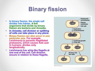 Asexual reproduction.pptx | Infertility | Reproductive Health