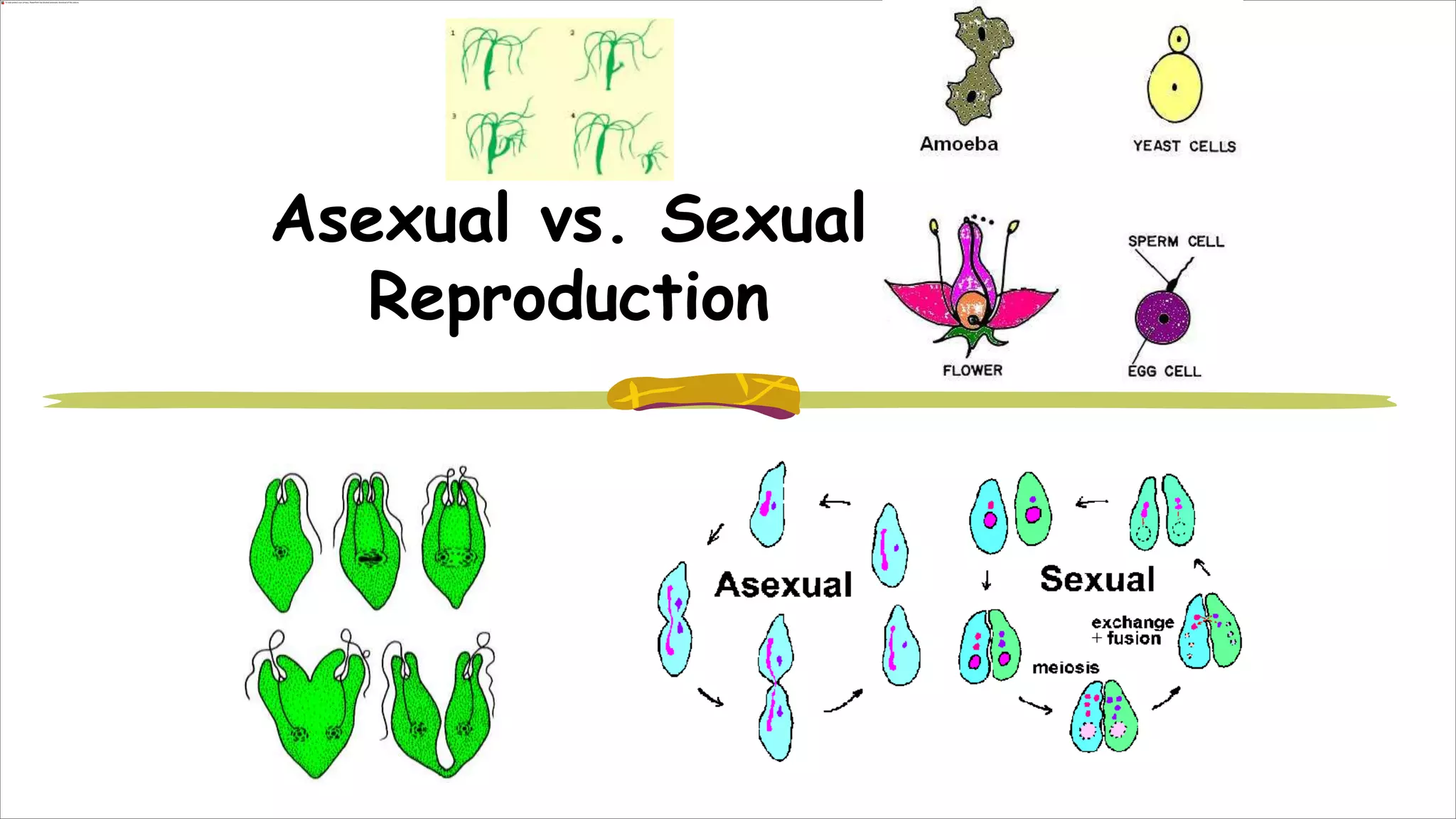 asexual Reproduction.pptx | Infertility | Reproductive Health