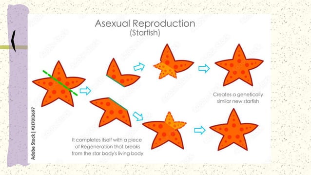 asexual Reproduction.pptx | Infertility | Reproductive Health