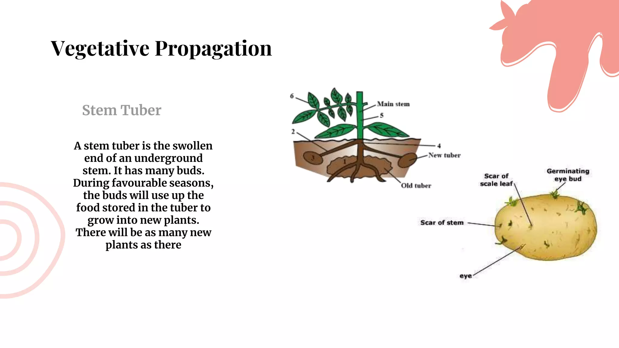 Asexual Reproduction.pptx