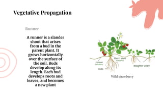 Asexual Reproduction.pptx