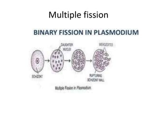 asexual reproduction.pptx