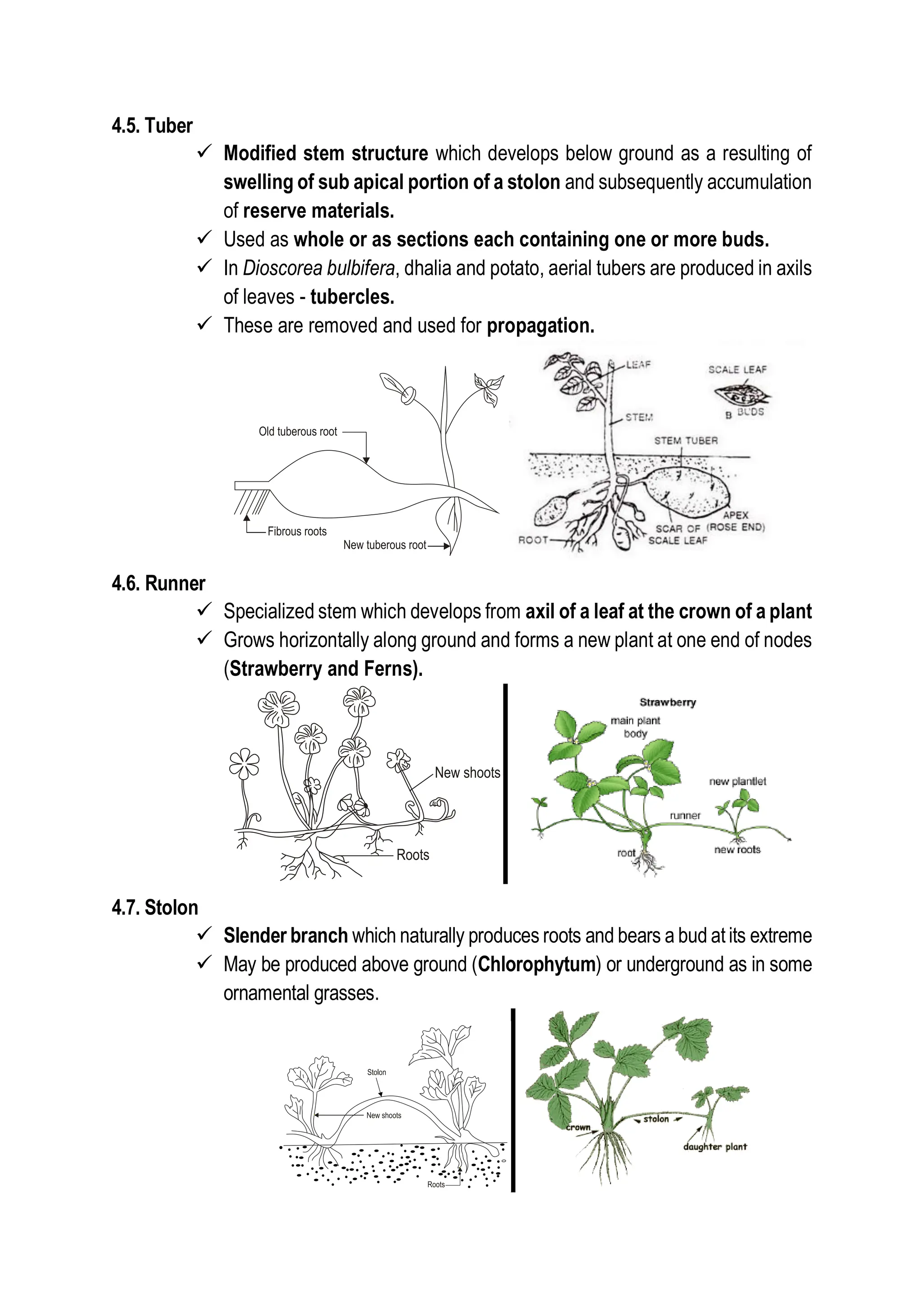 Asexual reproduction.pdf/K. VANANGAMUDI/SEED SCIENCE & TECHNOLOGY | PDF