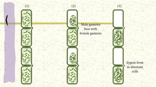 asexual Reproduction Grade 7 - quarter 2 | PPTX