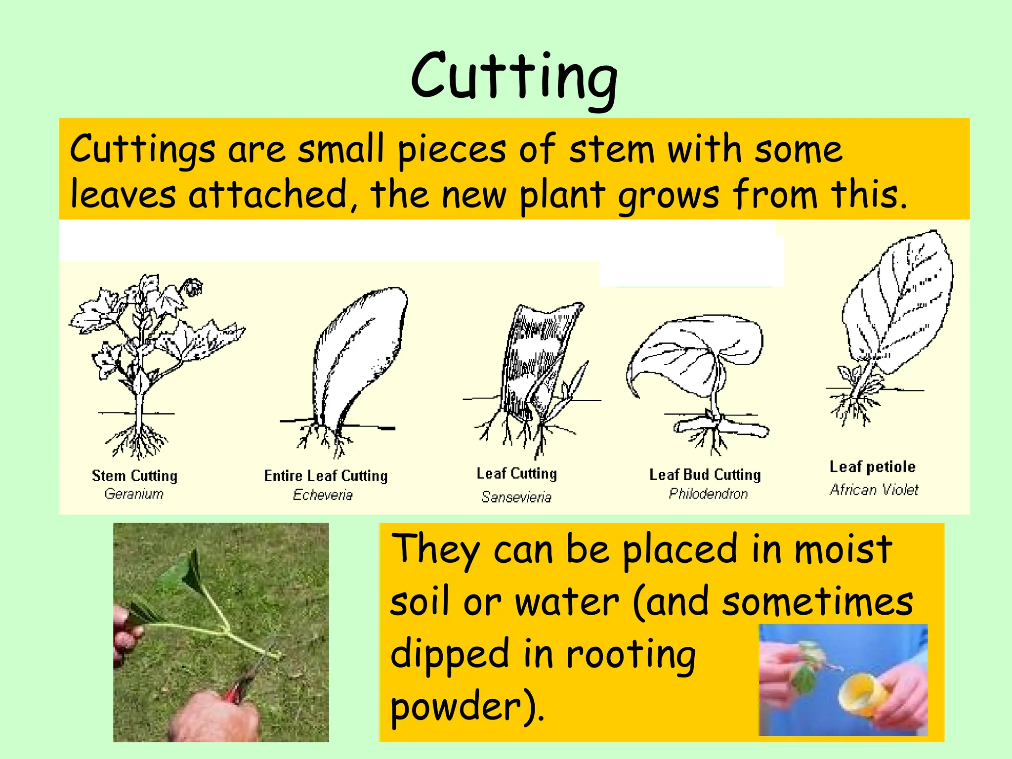 Asexual Reproduction Asexual Reproduction Ppt