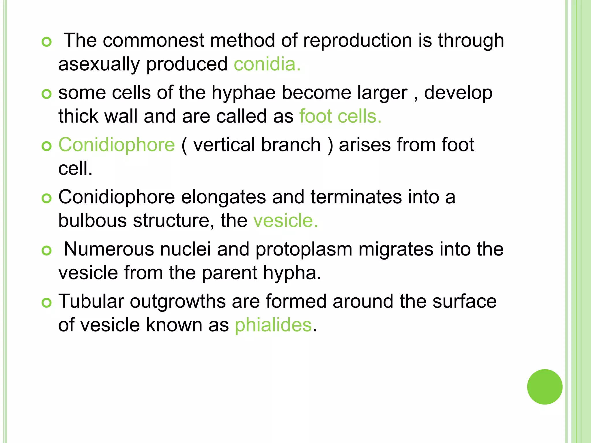 Asexual reproduction in aspergillus | PPTX