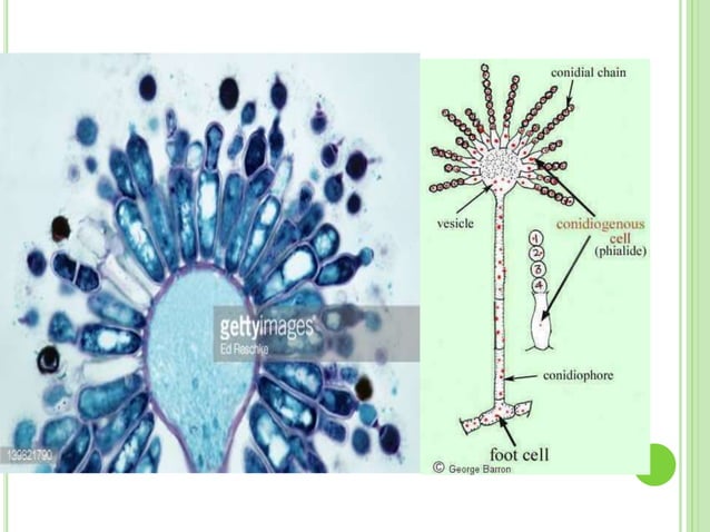 Asexual reproduction in aspergillus | PPT