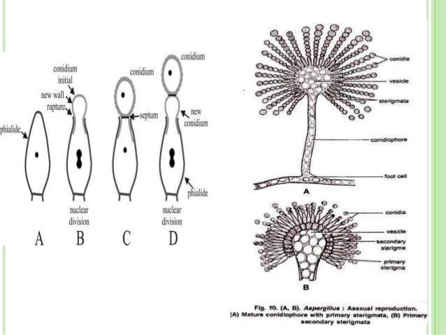 Asexual reproduction in aspergillus