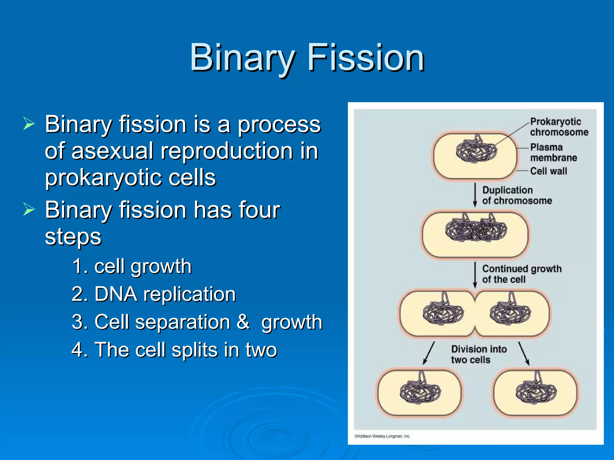 Asexual Reproduction (1) | PPT