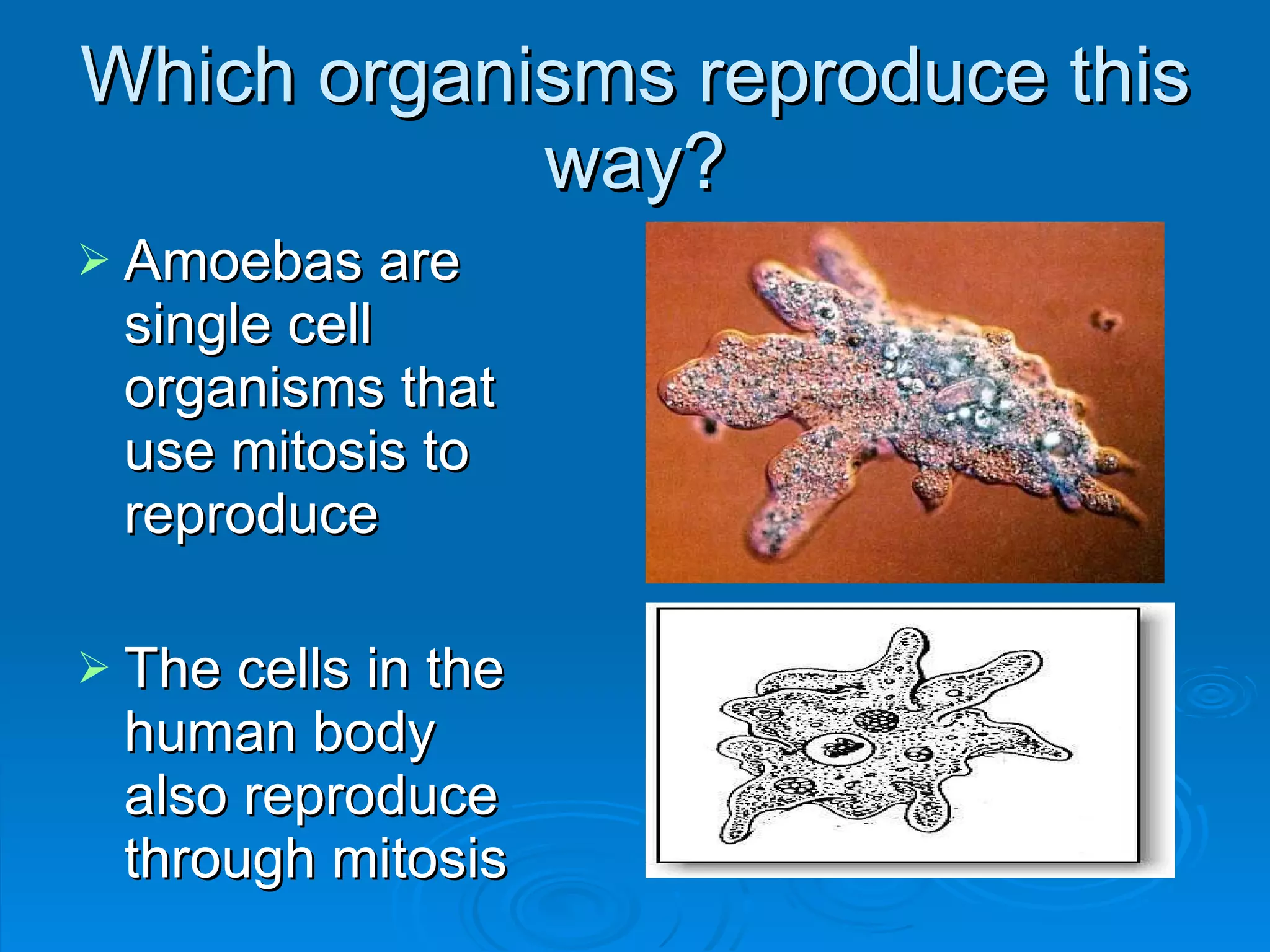 Asexual Reproduction (1) | PPT
