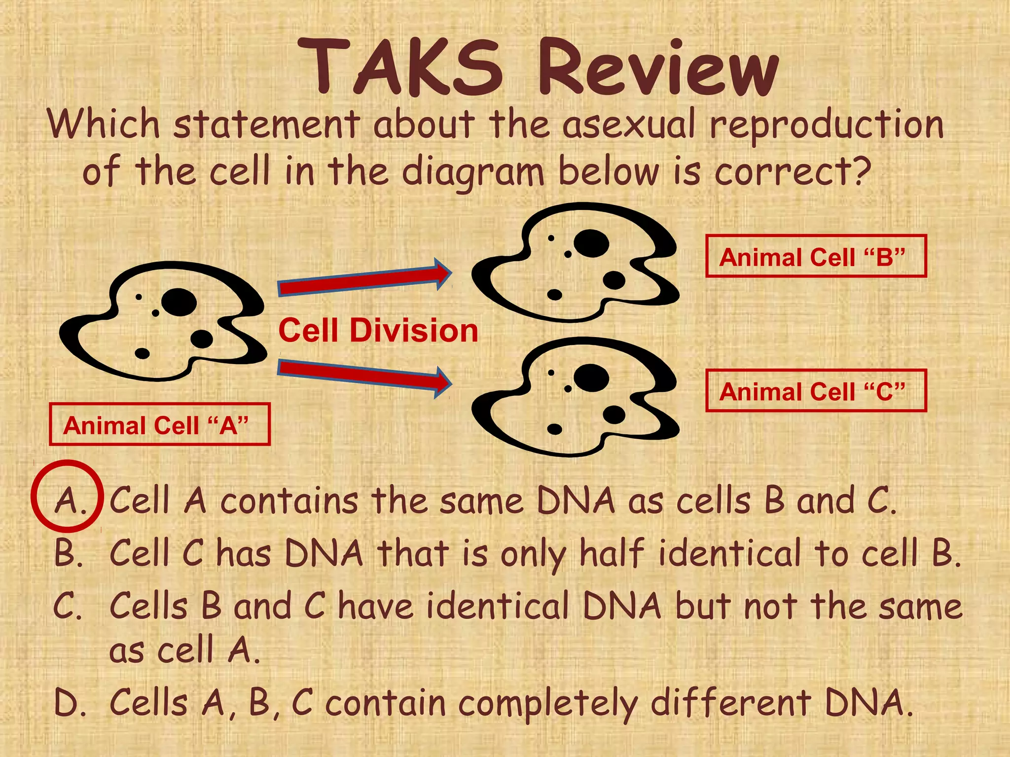 Asexual Reproduction Ppt