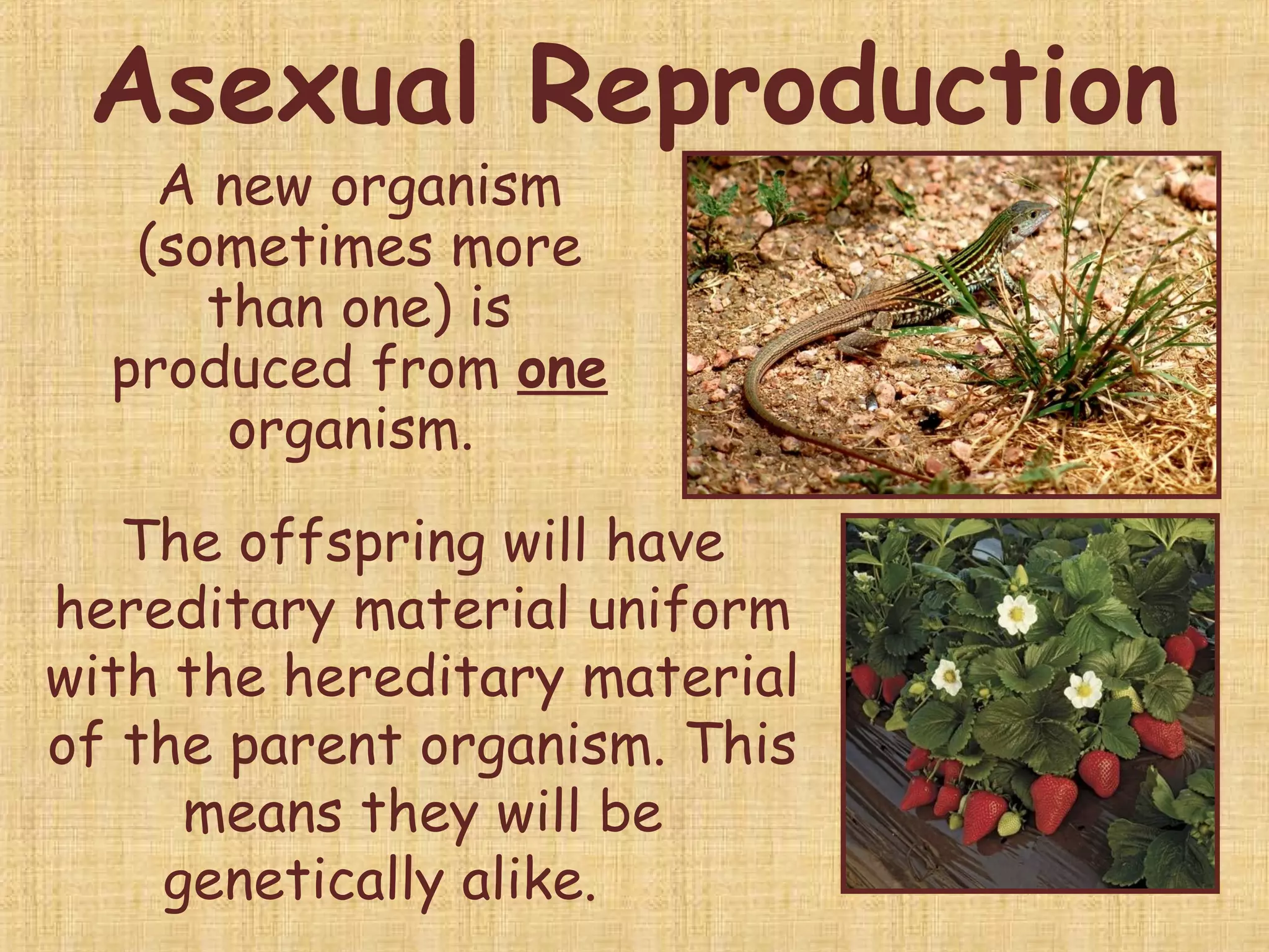 Asexual Reproduction | PPT