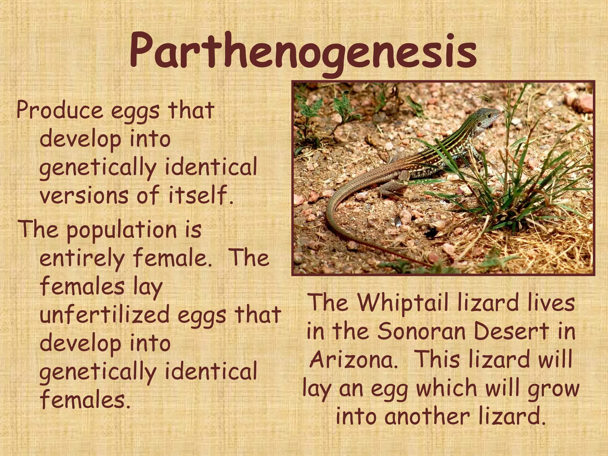 Asexual Reproduction Ppt