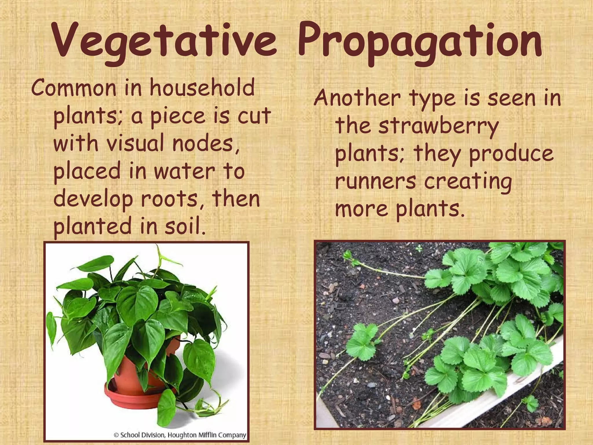 Asexual Reproduction Ppt