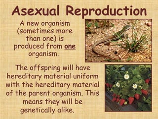 Asexual Reproduction | PPT