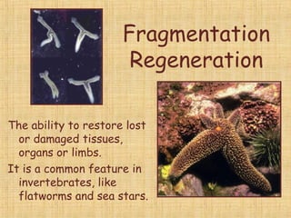 Asexual Reproduction | PPT