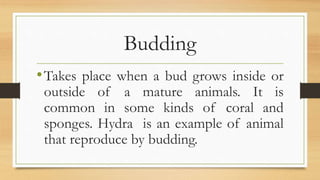 ASEXUAL REPRODUCTION AMONG ANIMALS.pptx