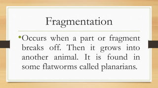 ASEXUAL REPRODUCTION AMONG ANIMALS.pptx | Biological Sciences | Science