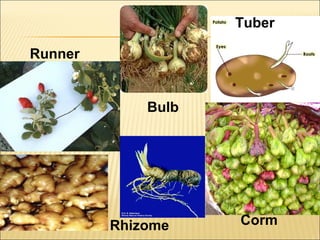 cbse Asexual reproduction by chitran mandal | PPT