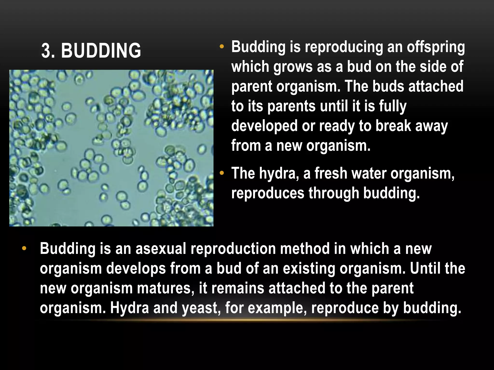 Asexual Reproduction Grade 7 Pptx