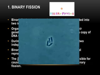 Asexual reproduction grade 7.pptx