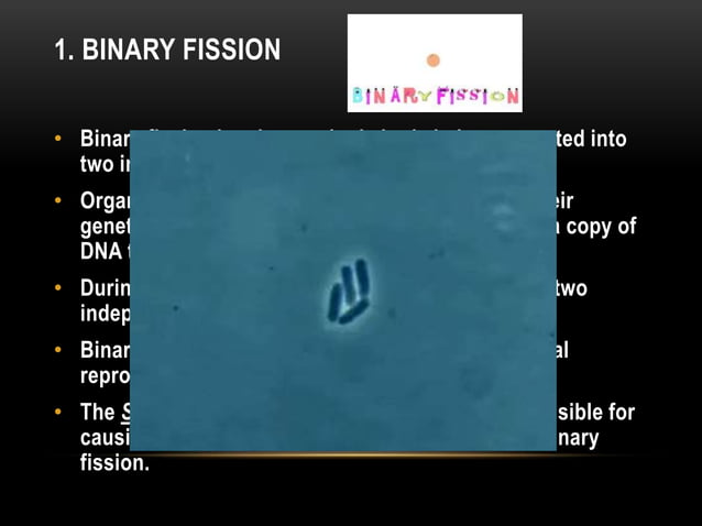 Asexual Reproduction Grade 7 Pptx Infertility Reproductive Health