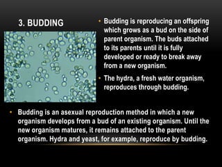 Asexual reproduction grade 7.pptx