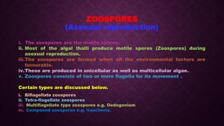 Slide share//sumia fatema//Asexual reproduction in algae (2) | PDF ...