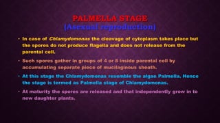 Slide share//sumia fatema//Asexual reproduction in algae (2) | PDF ...