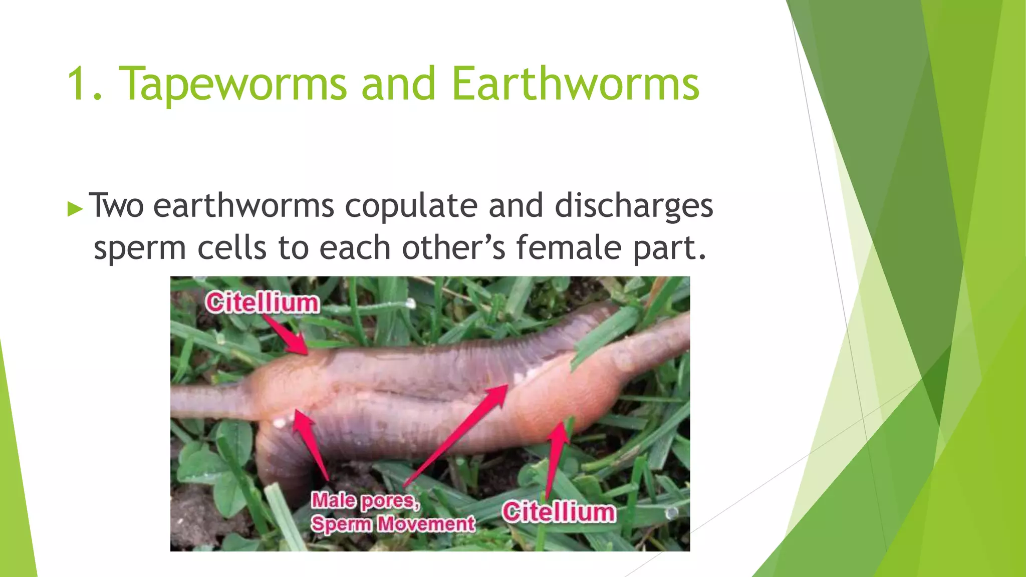 Asexual reproduction in animals.pptx