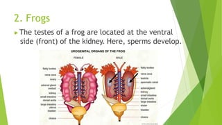 Asexual reproduction in animals.pptx