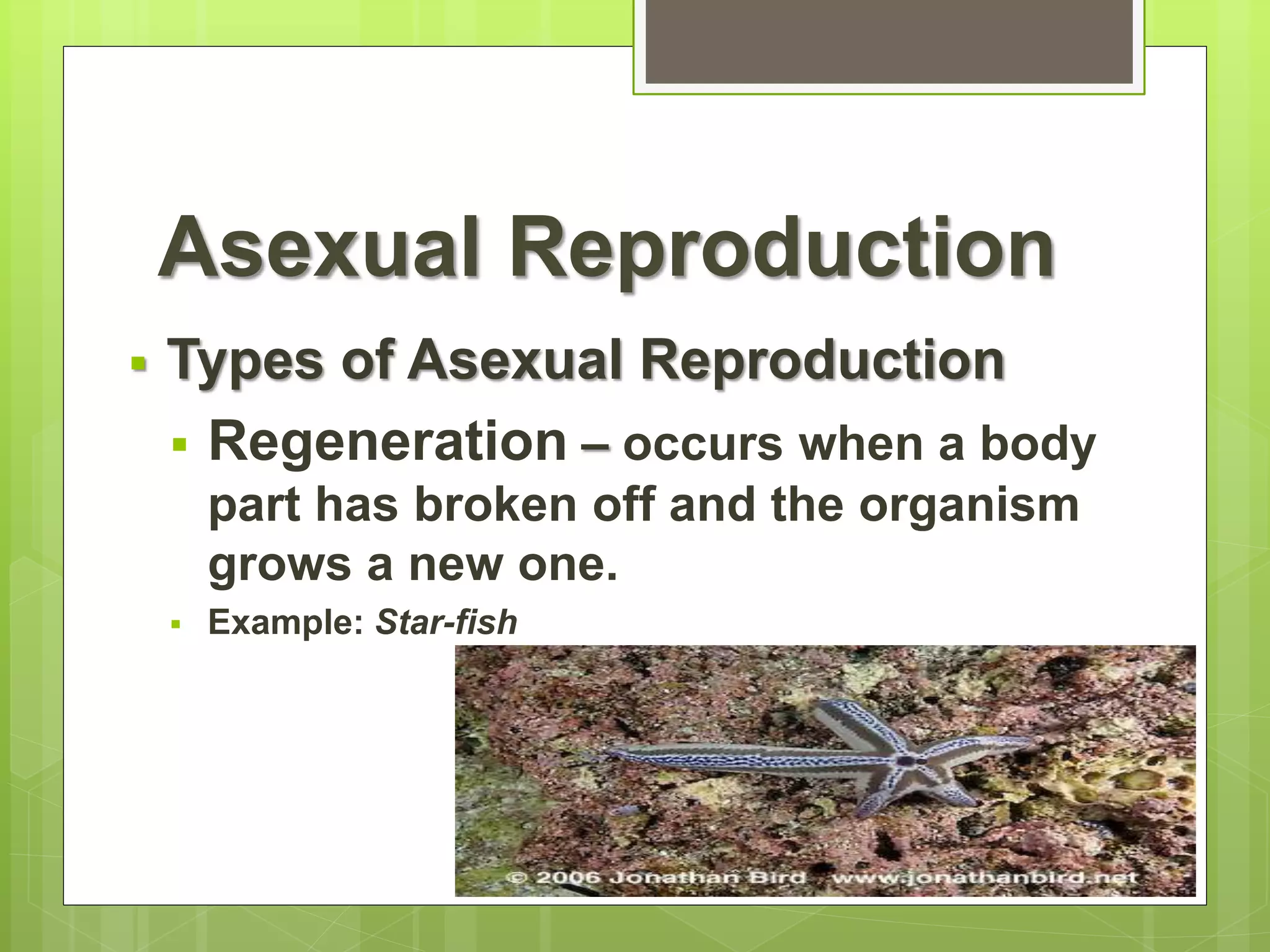 Asexual Reproduction in Animals (Quick Review) | PPT