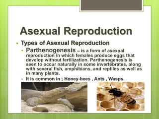 Asexual Reproduction In Animals And Examples Definition,, 54% OFF