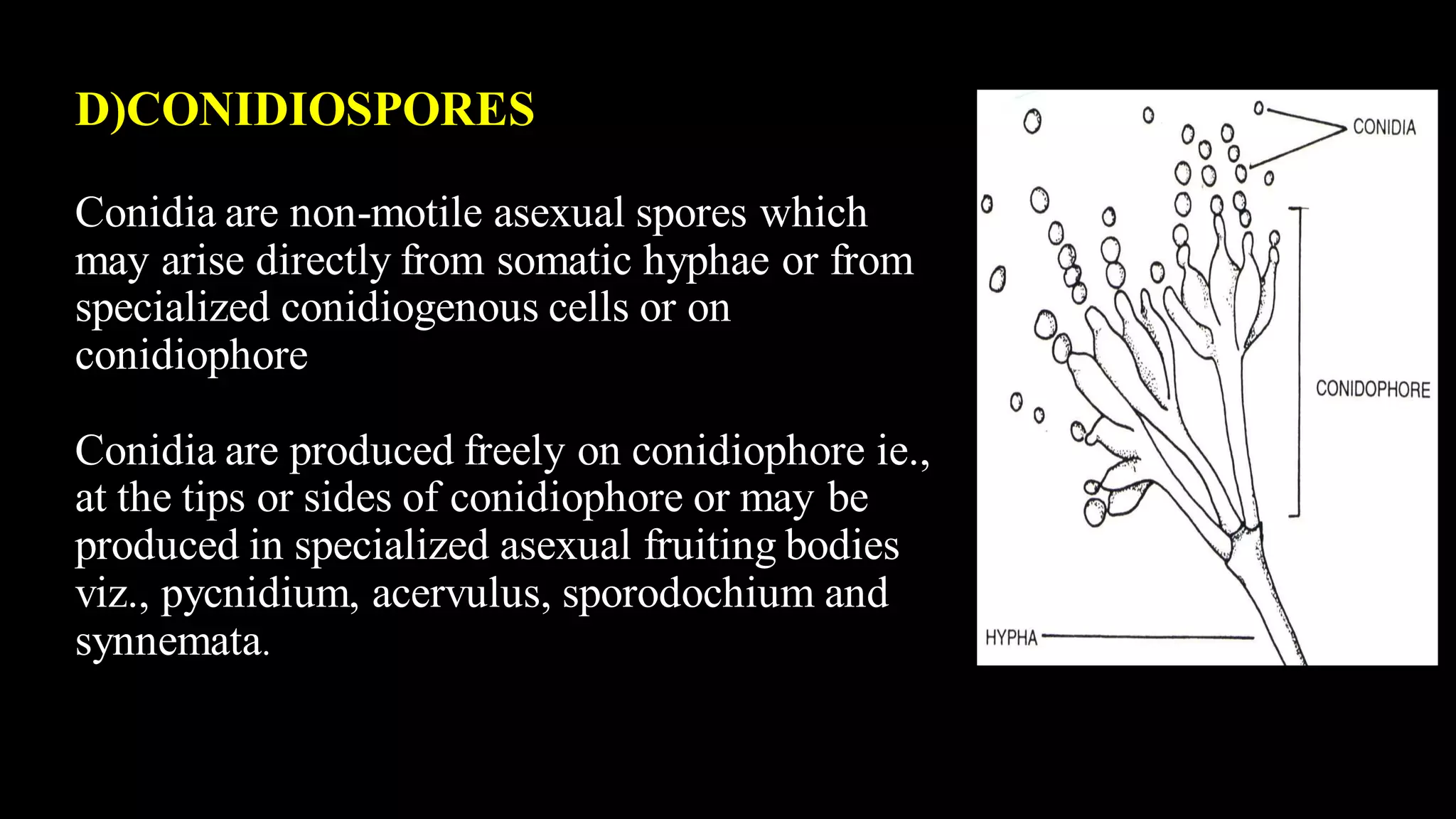 ASEXUAL REPRODUCTION IN FUNGI.pdf